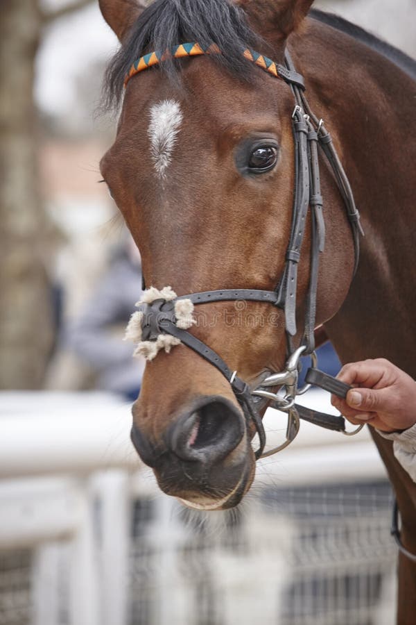 Race Horse Head Ready To Run. Paddock Area. Stock Image - Image of ...