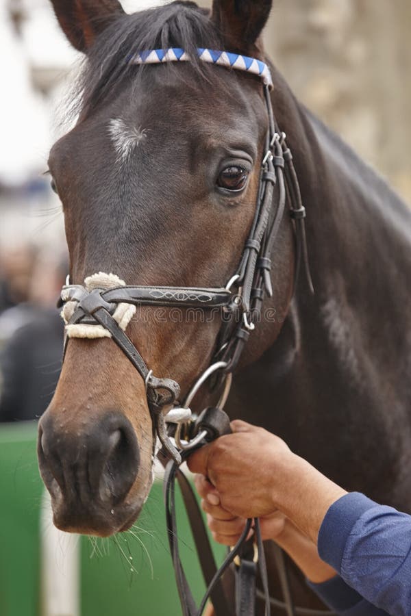 Race Horse Head Ready To Run. Paddock Area Stock Image - Image of ...