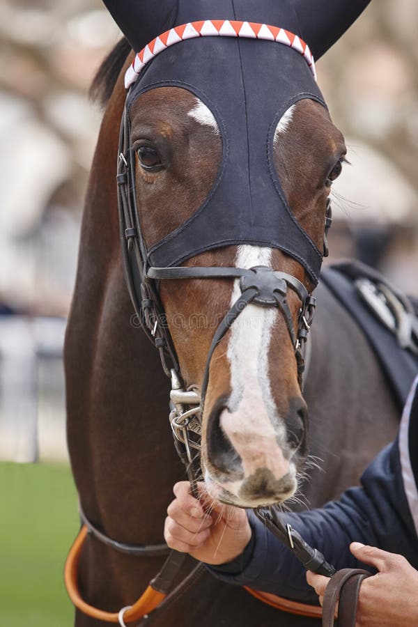 Race Horse Head Ready To Run. Paddock Area Stock Photo - Image of ...