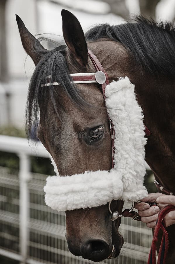 Race Horse Head Ready To Run. Paddock Area Stock Image - Image of ...
