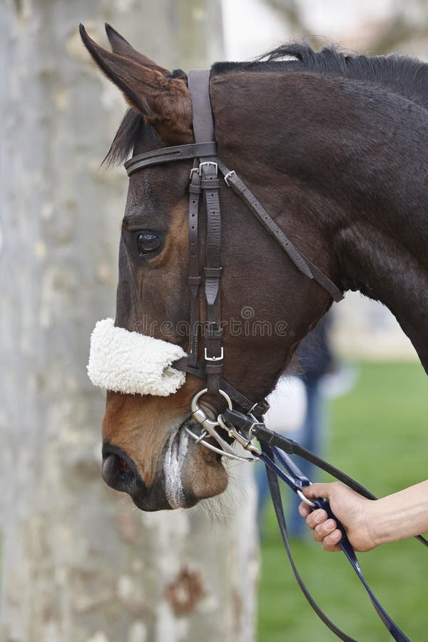 Race Horse Head Ready To Run. Paddock Area Stock Photo - Image of ...