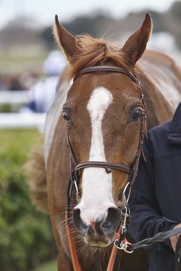 Race Horse Head Ready To Run. Paddock Area Stock Photo - Image of ...