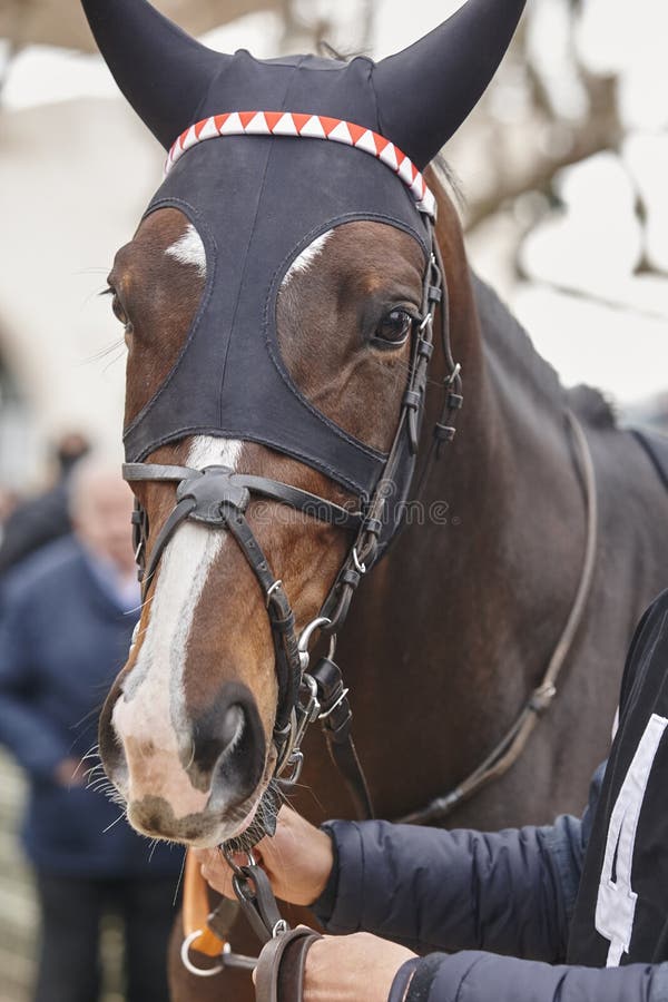 Race Horse Head Ready To Run. Paddock Area Stock Photo - Image of ...