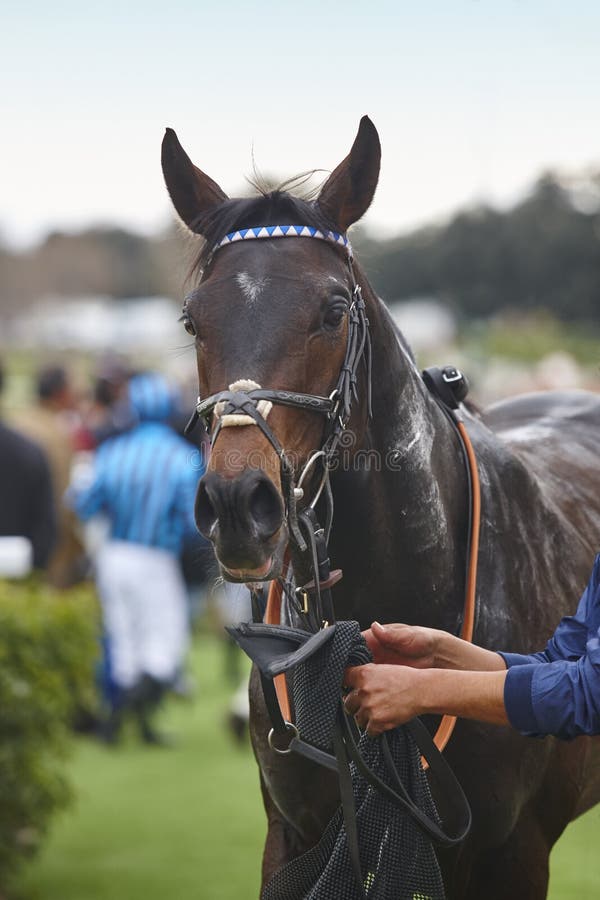 Race Horse and Jockey after the Race. Paddock Area Stock Image - Image ...