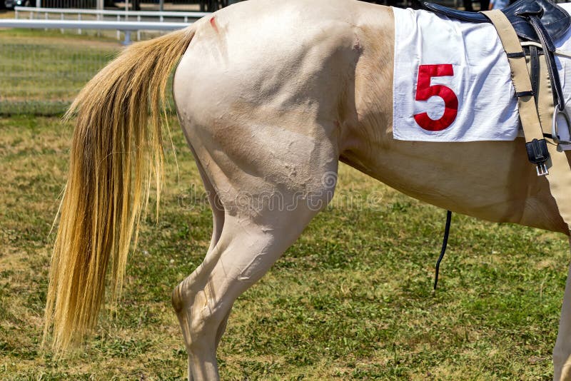 Race horse number five stock image. Image of suit, competition - 251747333