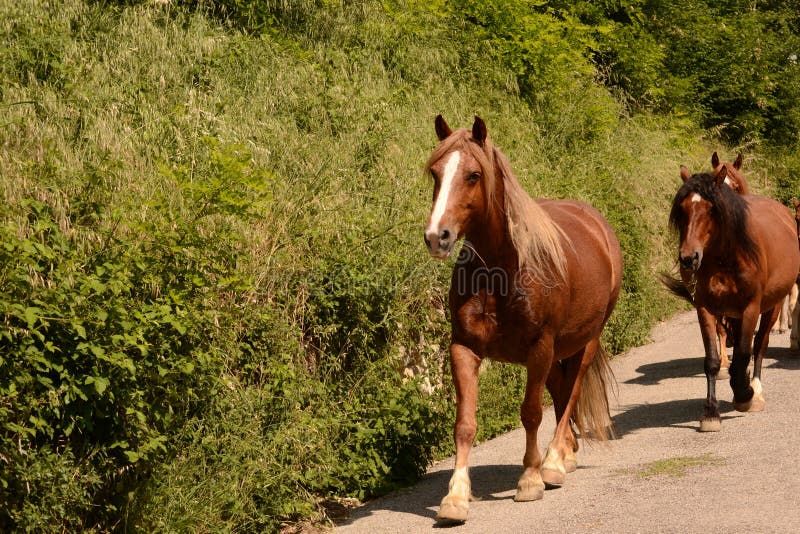 Race horses stock image. Image of brown, landscape, catria - 54397899