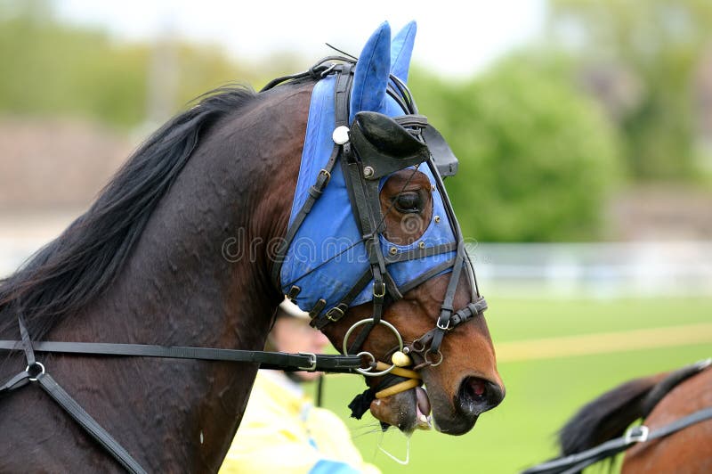 Horse and Trap Race stock image. Image of sport, race, wheel - 151943