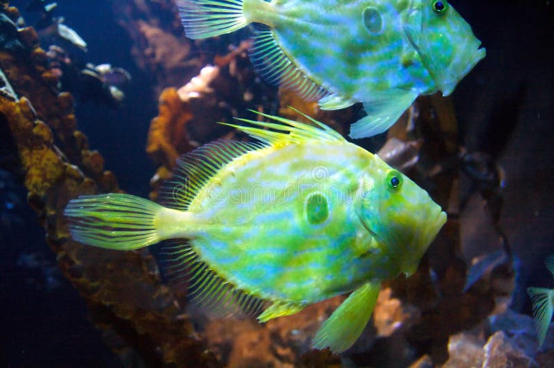 Racehorse fishes stock image. Image of ocean, diving - 12443049