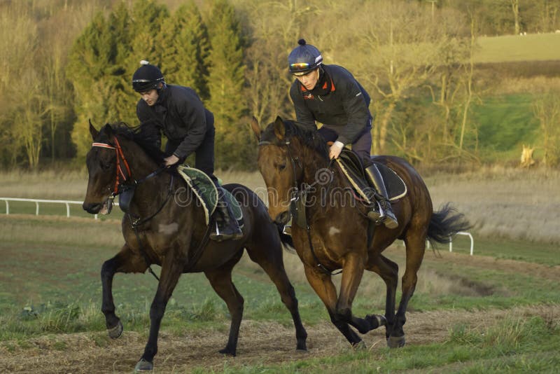 Racehorses on the Gallops in Shropshire Editorial Image - Image of ...