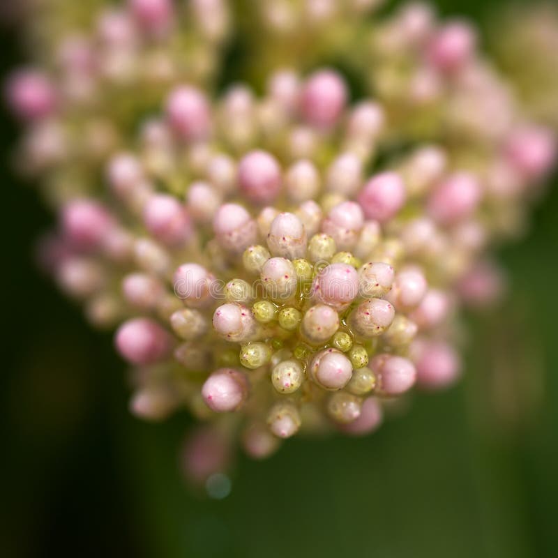 Raceme stock photo. Image of delicate, flower, abundance - 3828512