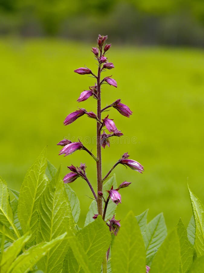 Raceme Wild Flowers Lilac Colour Stock Image - Image of slip, flower ...