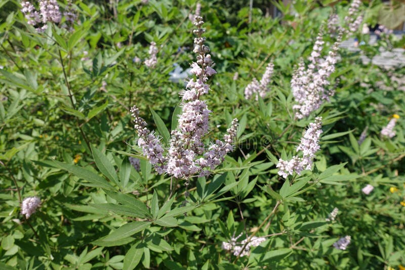 Racemes of Pink Flowers of Chaste Tree in July Stock Image - Image of ...