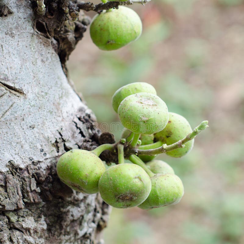 Ficus Racemosa - Ficus Glomerata Roxburghii - Higos De Gular En La ...