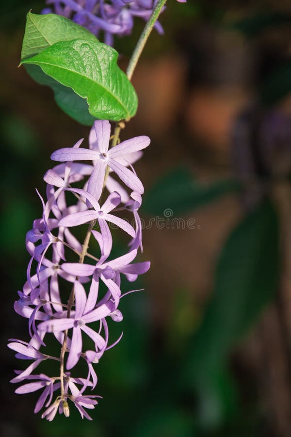 Racemosa Petrea стоковое изображение. изображение насчитывающей ...