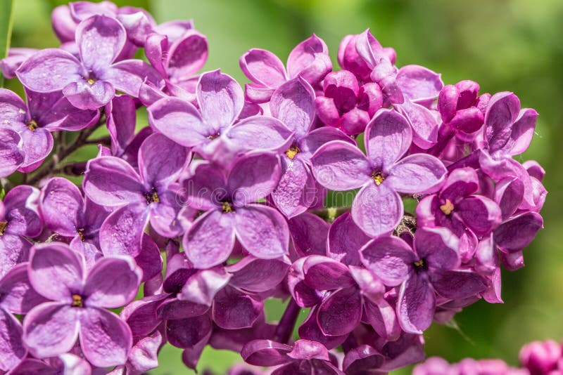 Racemose Red Violet Lilac Flower Stock Photo - Image of violett, olive ...