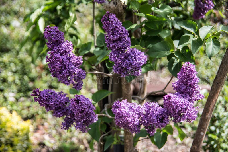 Racemose Red Violet Lilac Flower Stock Image - Image of racemose ...