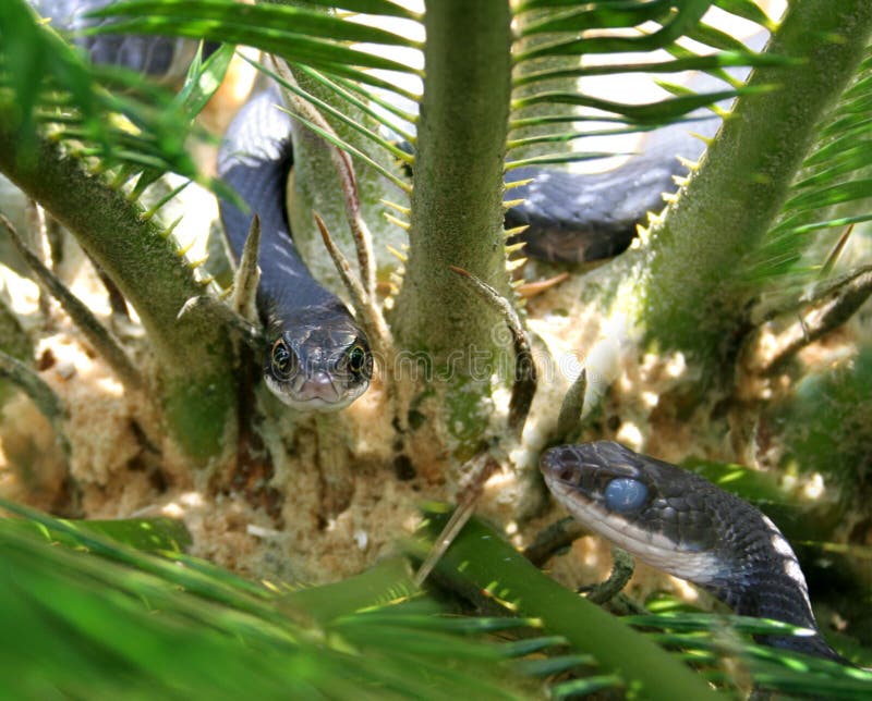 Racer snakes stock photo. Image of snakes, wild, looking - 15503856