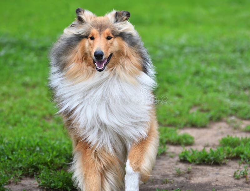 Races de chien de colley photo stock. Image du animal - 94724410