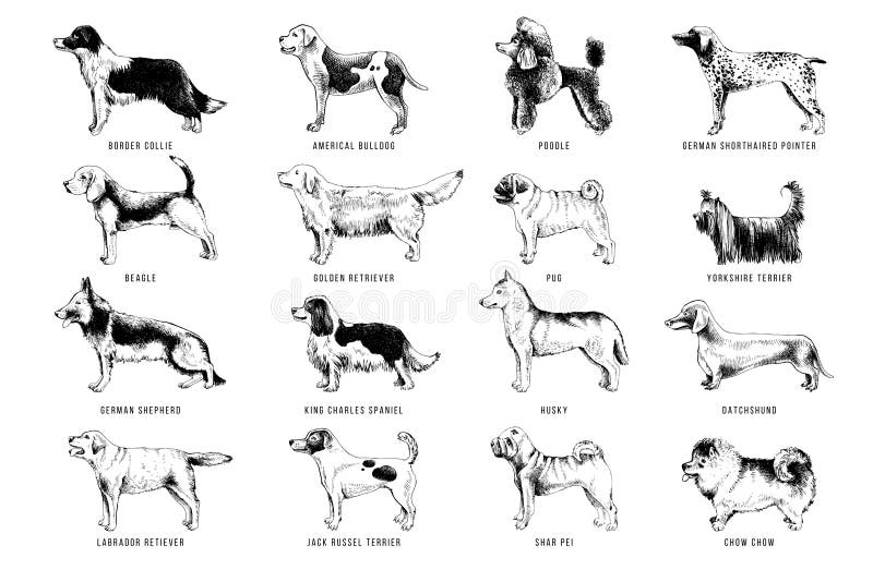 Races De Chien - Guide Complet Et Illustré Des Différentes Races ...