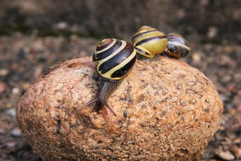 Races of the Striped Snails Stock Image - Image of beautiful, line ...