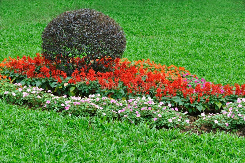 Racimo De Bush Y De Flor En Jardín Imagen de archivo - Imagen de ...