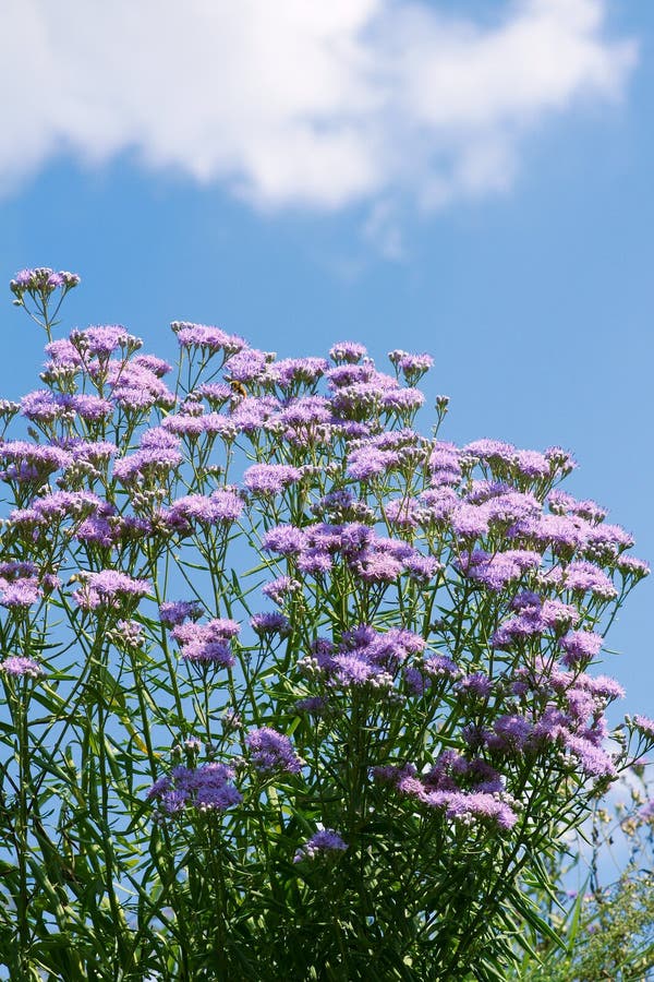 Racimo de flor foto de archivo. Imagen de arbusto, florecimiento - 33308924
