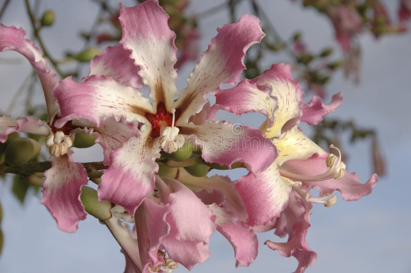 Flor De árbol De Seda En Buenos Aires, Argentina Imagen de archivo ...
