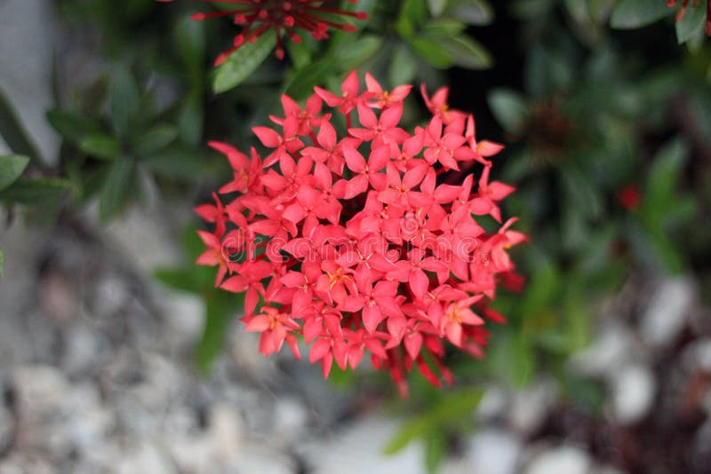 Racimo De Flor Grande Del Coccinea De Ixora Imagen de archivo - Imagen ...