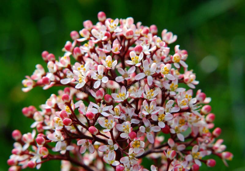 Racimo de flores rosadas imagen de archivo. Imagen de vástago - 2734363