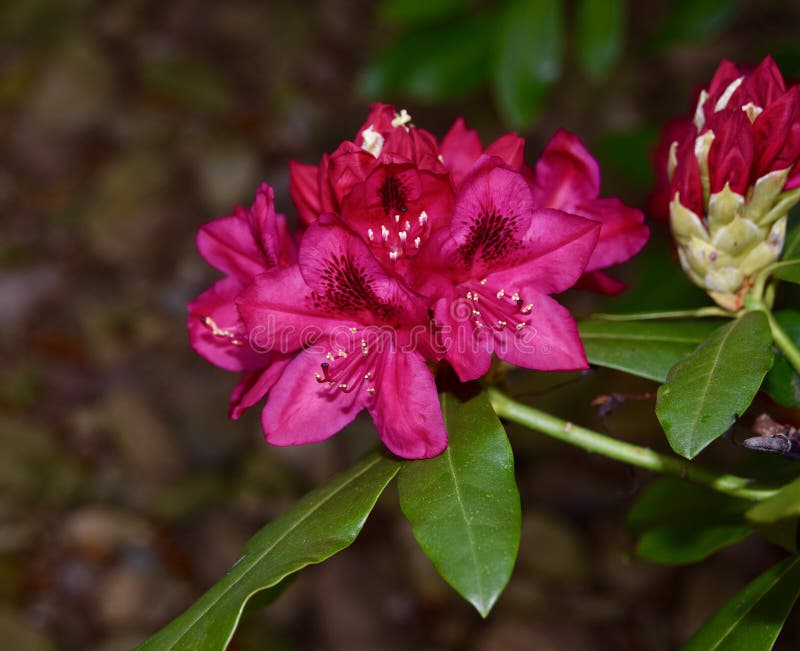 Racimo De Flor Rojo Hermoso Del Rododendro Con El Brote Imagen de ...