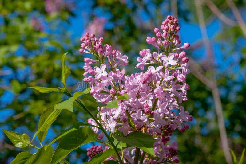 Racimo De Flores De La Lila Imagen de archivo - Imagen de racimo ...