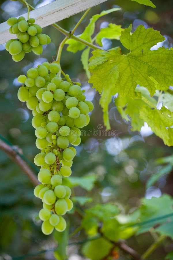 Racimo de las uvas imagen de archivo. Imagen de maduro - 12461943