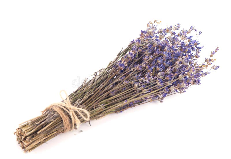 Racimo De Lavanda Seca Aislada En Fondo Blanco Foto de archivo - Imagen ...