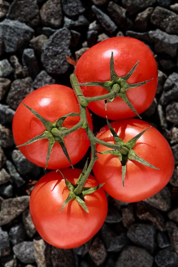 Racimo de los tomates imagen de archivo. Imagen de salsa - 36295585