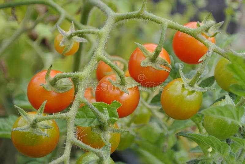 Racimo De Tomates En El Disco De Madera Imagen de archivo - Imagen de ...