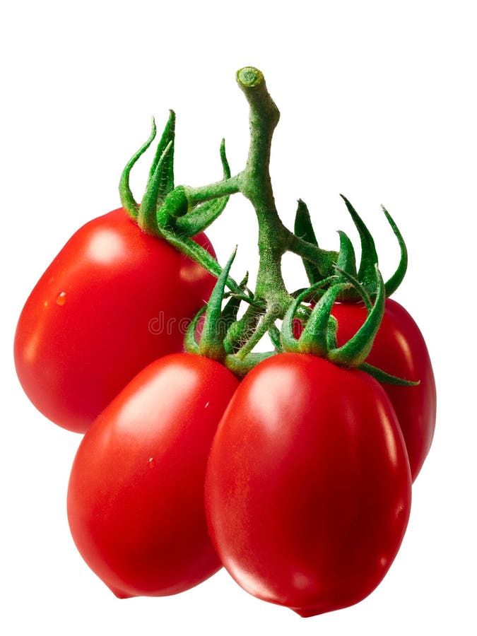 Racimo De Tomates En El Tov De La Vid, Colgando Foto de archivo ...