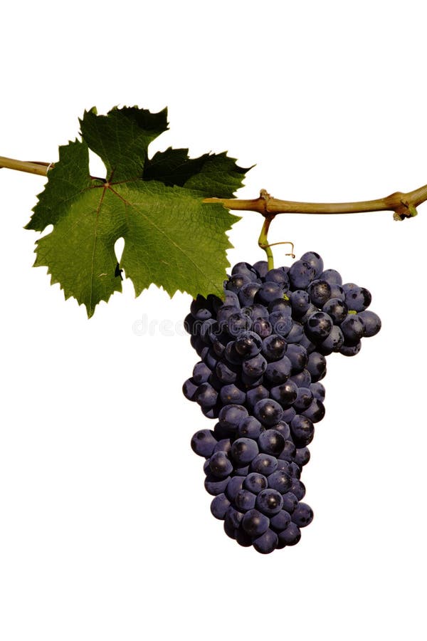 Racimo de uva negra foto de archivo. Imagen de sano, fondo - 21552530