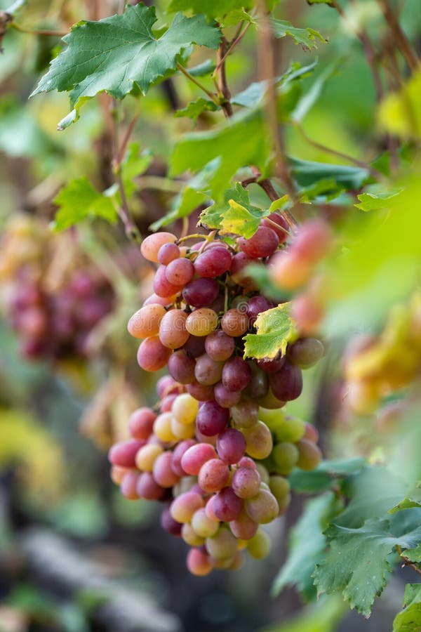 Racimo De Uva Rosa En Un Arbusto Foto de archivo - Imagen de uvas ...