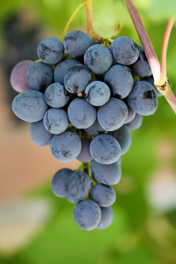 Racimo de uvas imagen de archivo. Imagen de gusto, fresco - 26556899