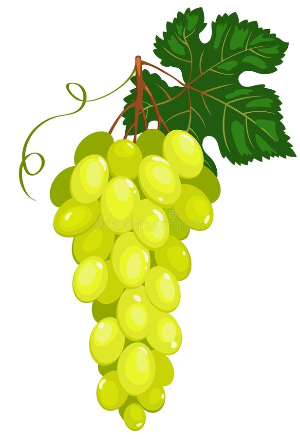 Racimo De Uvas Verde Oscuro. Ilustración del Vector - Ilustración de ...