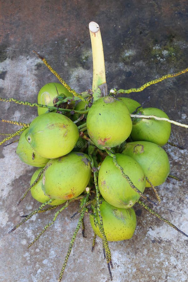 Racimo Del Coco En árbol De Coco Imagen de archivo - Imagen de manojo ...