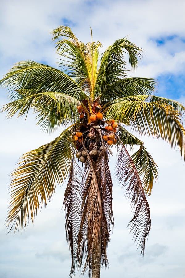 Racimo Del Coco En árbol De Coco Imagen de archivo - Imagen de manojo ...