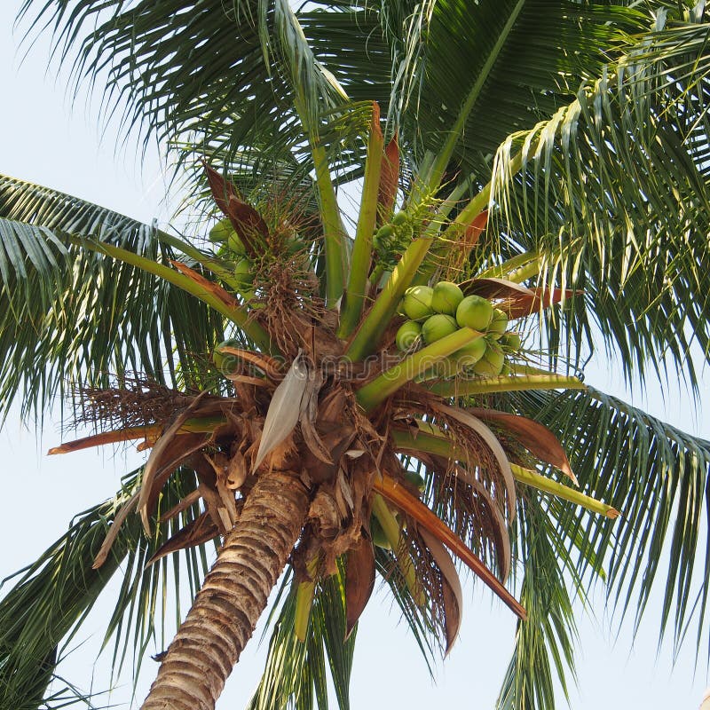Racimo Del Coco En árbol De Coco Imagen de archivo - Imagen de manojo ...