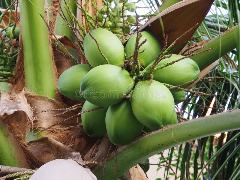 Racimo Del Coco En árbol De Coco Imagen de archivo - Imagen de manojo ...