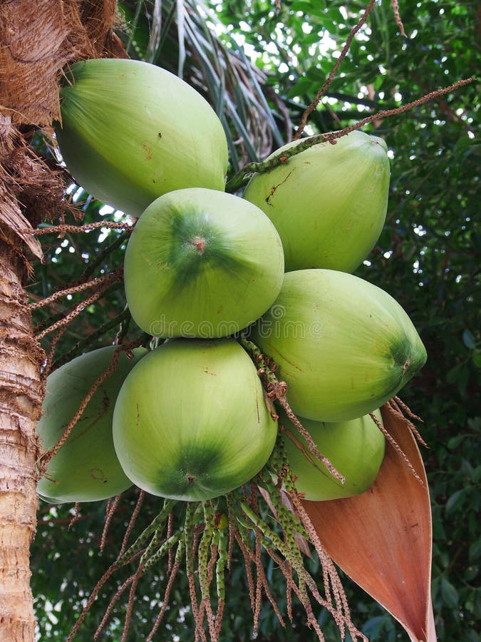 Racimo Del Coco En árbol De Coco Imagen de archivo - Imagen de manojo ...