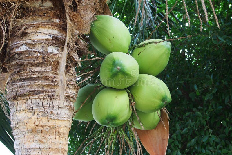 Racimo Del Coco En árbol De Coco Imagen de archivo - Imagen de manojo ...