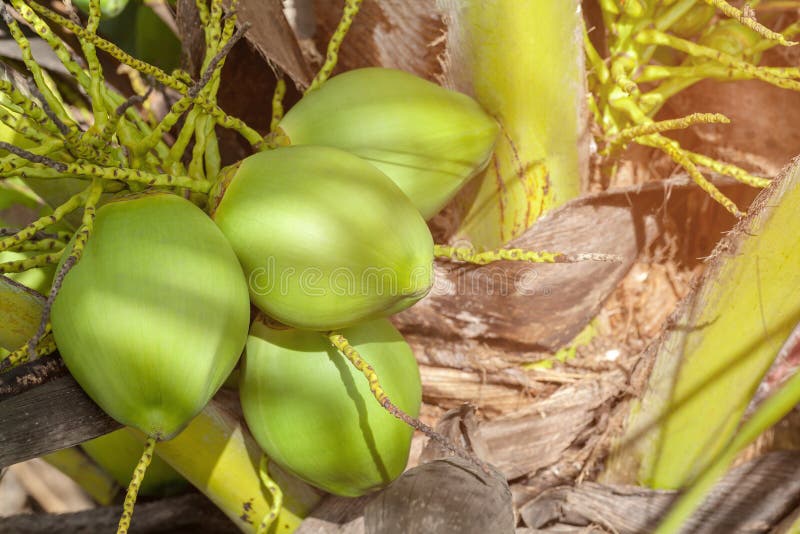 Racimo del coco foto de archivo. Imagen de cubo, gastrónomo - 49723230