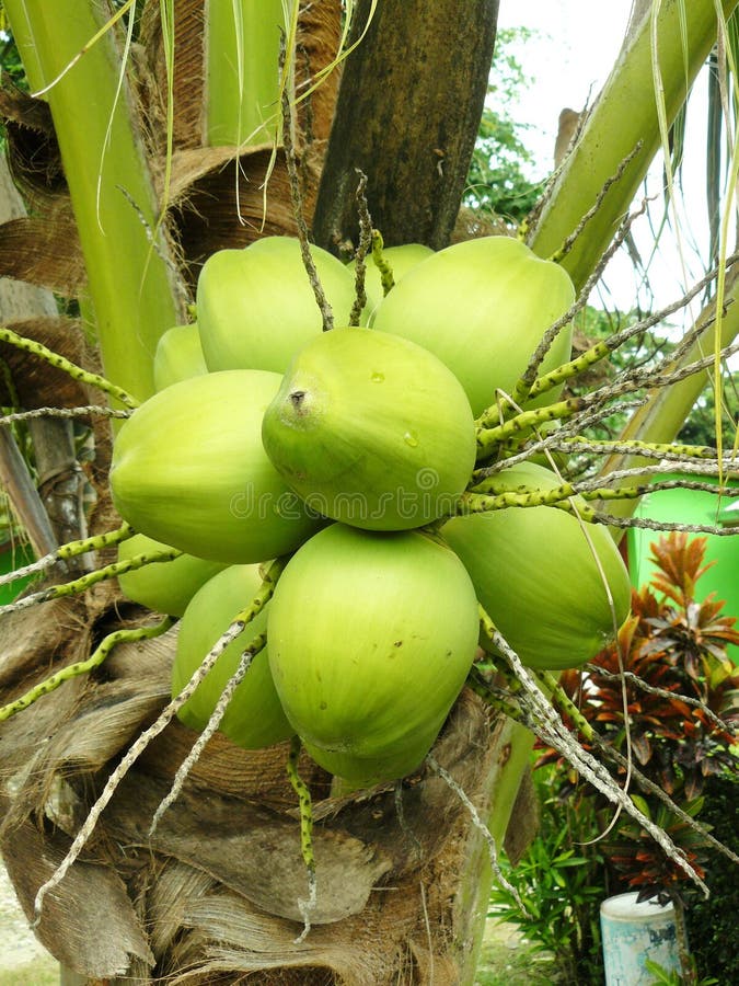 Racimo del coco foto de archivo. Imagen de cubo, gastrónomo - 49723230