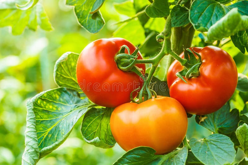 Racimo Maduro Del Tomate En Invernadero Foto de archivo - Imagen de ...