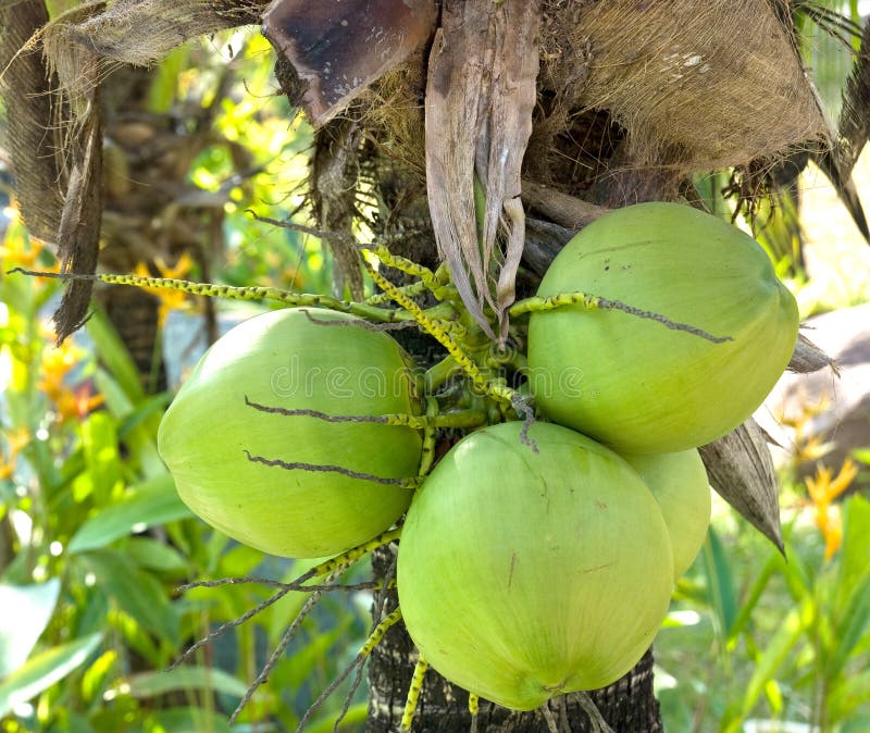 Racimos de cocos verdes foto de archivo. Imagen de cubo - 23768786